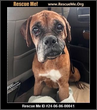 - Florida Boxer Rescue - ADOPTIONS - Rescue Me!