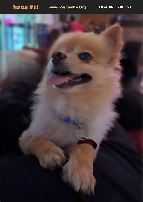 ADOPT 24060600053 ~ Pomeranian Rescue ~ Pensacola, FL