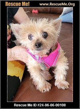 - Florida Yorkie Rescue - ADOPTIONS - Rescue Me!