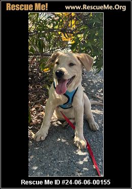 - California Lab Rescue - ADOPTIONS - Rescue Me!