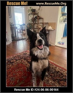 - Florida Border Collie Rescue - ADOPTIONS - Rescue Me!