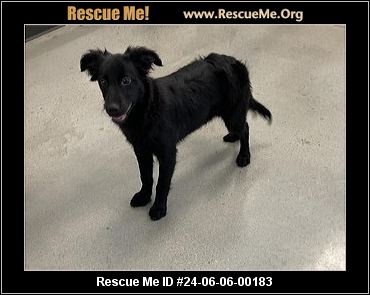 - Utah Dog Rescue - ADOPTIONS - Rescue Me!