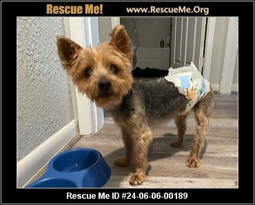 - Georgia Yorkie Rescue - ADOPTIONS - Rescue Me!
