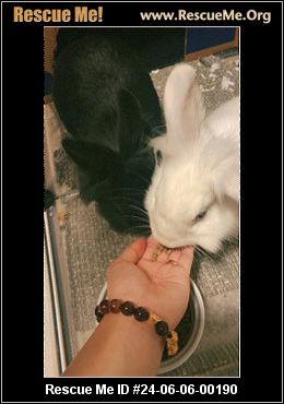- California Rabbit Rescue - ADOPTIONS - Rescue Me!