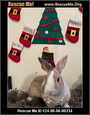 - California Rabbit Rescue - ADOPTIONS - Rescue Me!