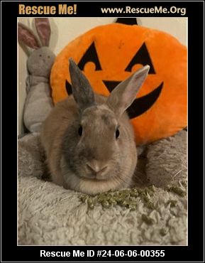 - California Rabbit Rescue - ADOPTIONS - Rescue Me!