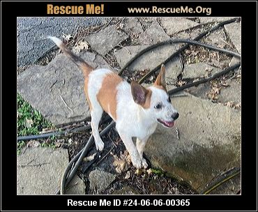 - Kentucky Dog Rescue - ADOPTIONS - Rescue Me!