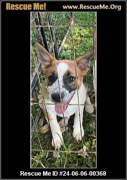 - Kentucky Dog Rescue - ADOPTIONS - Rescue Me!