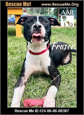 - Texas Pit Bull Rescue - ADOPTIONS - Rescue Me!