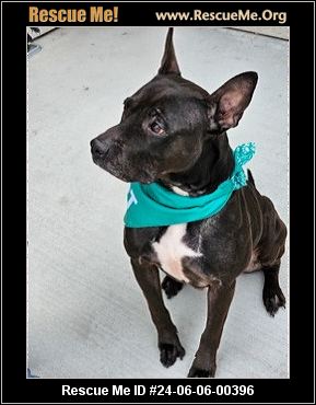 - Idaho Dog Rescue - ADOPTIONS - Rescue Me!