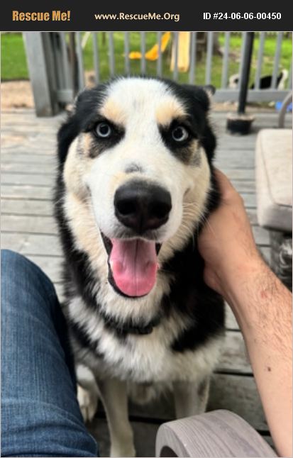 ADOPT 24060600450 ~ Siberian Husky Rescue ~ St Louis, MO