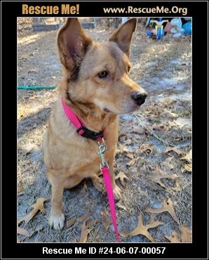 - South Carolina Dog Rescue - ADOPTIONS - Rescue Me!