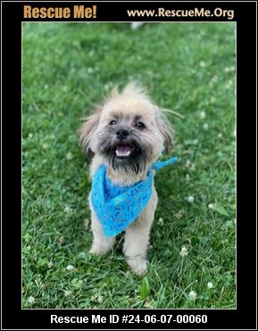 - Minnesota Dog Rescue - ADOPTIONS - Rescue Me!