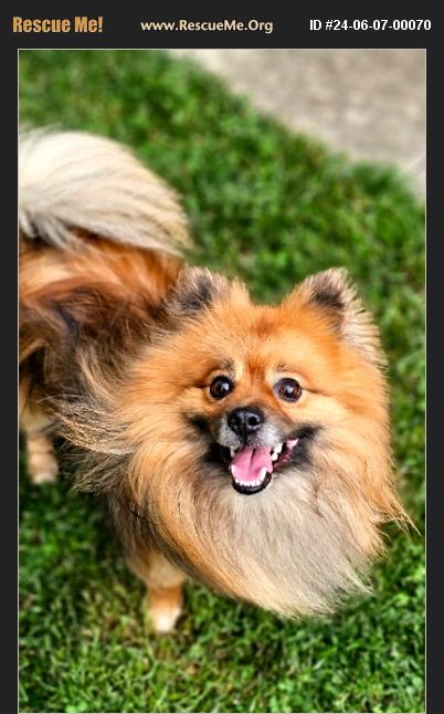 ADOPT 24060700070 ~ Pomeranian Rescue ~ Lebanon, PA