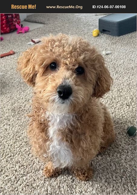 ADOPT 24060700108 ~ Poodle Rescue ~ Mechanicsburg, PA