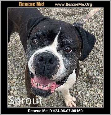 - Pennsylvania Dog Rescue - ADOPTIONS - Rescue Me!