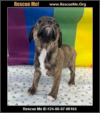 - Colorado Dog Rescue - ADOPTIONS - Rescue Me!