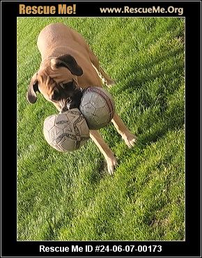 - Rhode Island Dog Rescue - ADOPTIONS - Rescue Me!