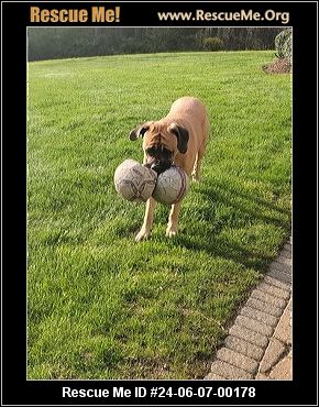 - Rhode Island Dog Rescue - ADOPTIONS - Rescue Me!