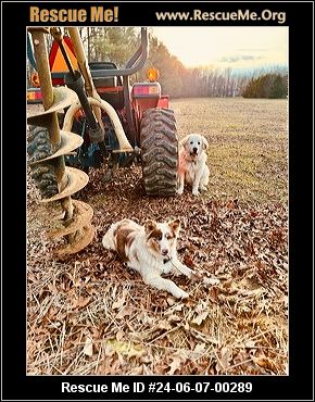 - Alabama Dog Rescue - ADOPTIONS - Rescue Me!