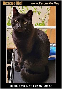 - New York Cat Rescue - ADOPTIONS - Rescue Me!