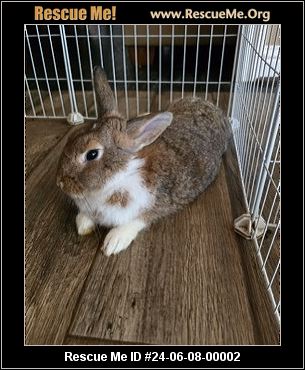 - Texas Rabbit Rescue - ADOPTIONS - Rescue Me!
