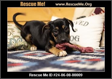- Pennsylvania Dog Rescue - ADOPTIONS - Rescue Me!