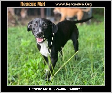 - Georgia Border Collie Rescue - ADOPTIONS - Rescue Me!