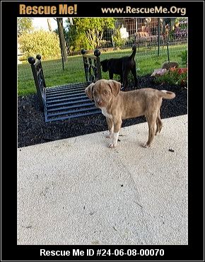 - Delaware Dog Rescue - ADOPTIONS - Rescue Me!