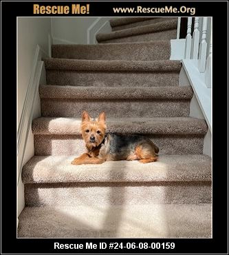 - Georgia Yorkie Rescue - ADOPTIONS - Rescue Me!