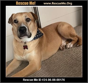 - Arizona Dog Rescue - ADOPTIONS - Rescue Me!