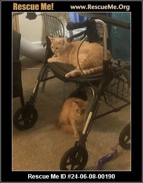 - Virginia Cat Rescue - ADOPTIONS - Rescue Me!