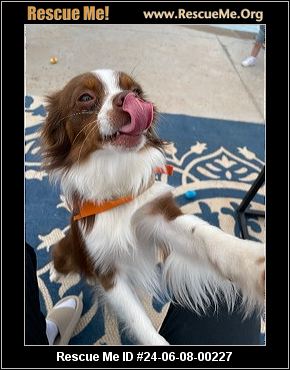 - Oklahoma Dog Rescue - ADOPTIONS - Rescue Me!