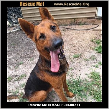 - Pennsylvania German Shepherd Rescue - ADOPTIONS - Rescue Me!
