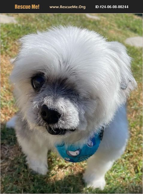 ADOPT 24060800244 ~ Maltese Rescue ~ Los Angeles, CA