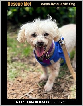 - California Maltese Rescue - ADOPTIONS - Rescue Me!