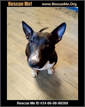 - Colorado Dog Rescue - ADOPTIONS - Rescue Me!