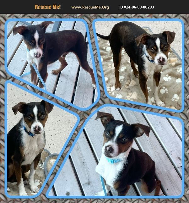 ADOPT 24060800283 ~ Italian Greyhound Rescue ~ Auburn, WA