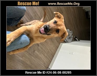 - Colorado Dog Rescue - ADOPTIONS - Rescue Me!