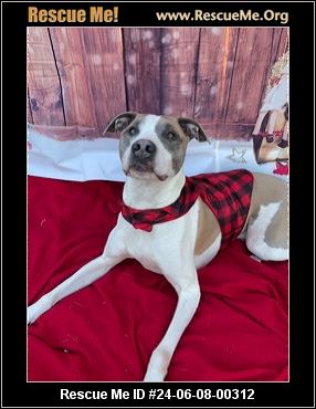 - South Carolina Dog Rescue - ADOPTIONS - Rescue Me!