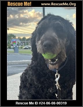 - Pennsylvania Poodle Rescue - ADOPTIONS - Rescue Me!