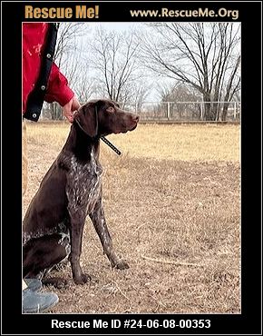 - New Mexico Dog Rescue - ADOPTIONS - Rescue Me!