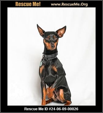 - California Miniature Pinscher Rescue - ADOPTIONS - Rescue Me!