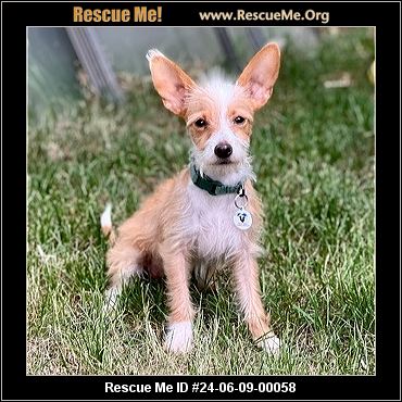 - Colorado Dog Rescue - ADOPTIONS - Rescue Me!