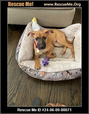 - Georgia Dog Rescue - ADOPTIONS - Rescue Me!