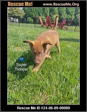 - Delaware Dog Rescue - ADOPTIONS - Rescue Me!