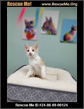 - Wisconsin Cat Rescue - ADOPTIONS - Rescue Me!
