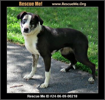 - Virginia Australian Shepherd Rescue - ADOPTIONS - Rescue Me!