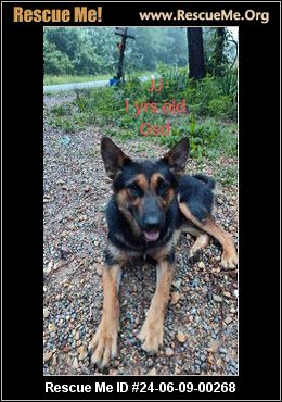 - Connecticut German Shepherd Rescue - ADOPTIONS - Rescue Me!