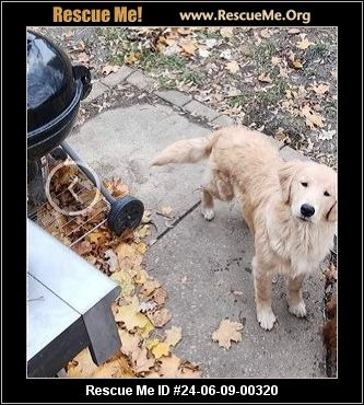 - Ohio Golden Retriever Rescue - ADOPTIONS - Rescue Me!